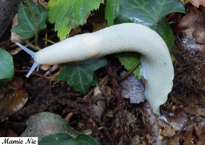 Champignons de Charente-Maritime, Charente et Deux-Sèvres.